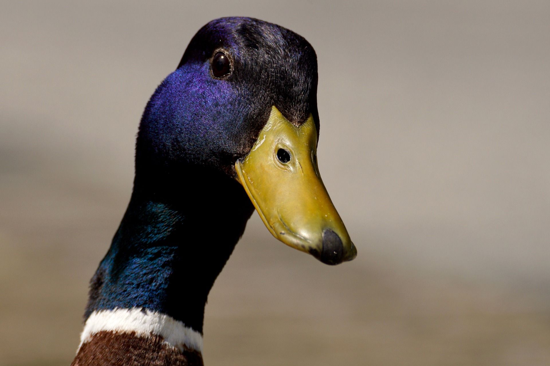 Pet Duck Leads Police To Body Of Grandmother Missing For More Than Two ...