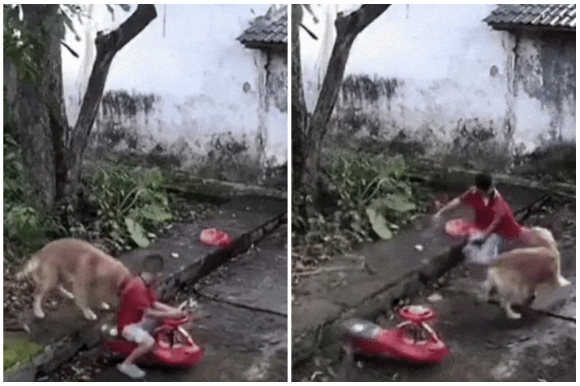 WATCH: Video of Visiting Golden Retriever Saving Little Boy from ...